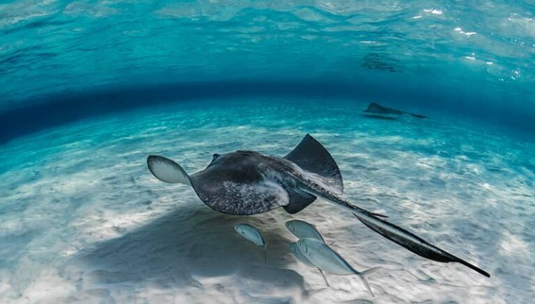 Best Snorkeling in Bonaire: The 10 Most Incredible Spots